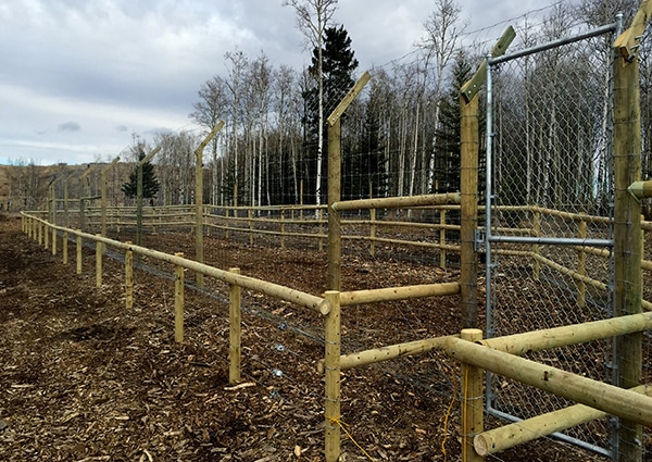 Best Deer Fencing for Any Property in Alberta | First Class Fencing
